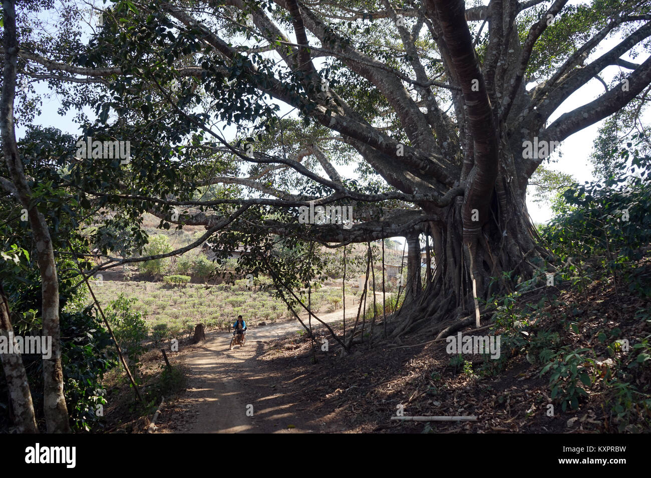 Bodhi tree near the road in Myanmar Stock Photo - Alamy