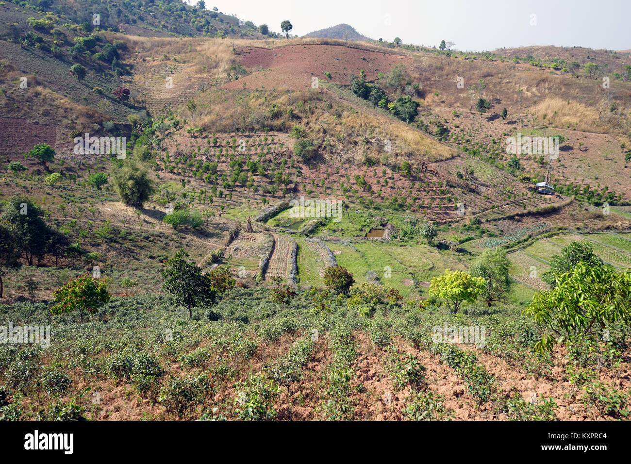 Burma tea plantation hi-res stock photography and images - Alamy