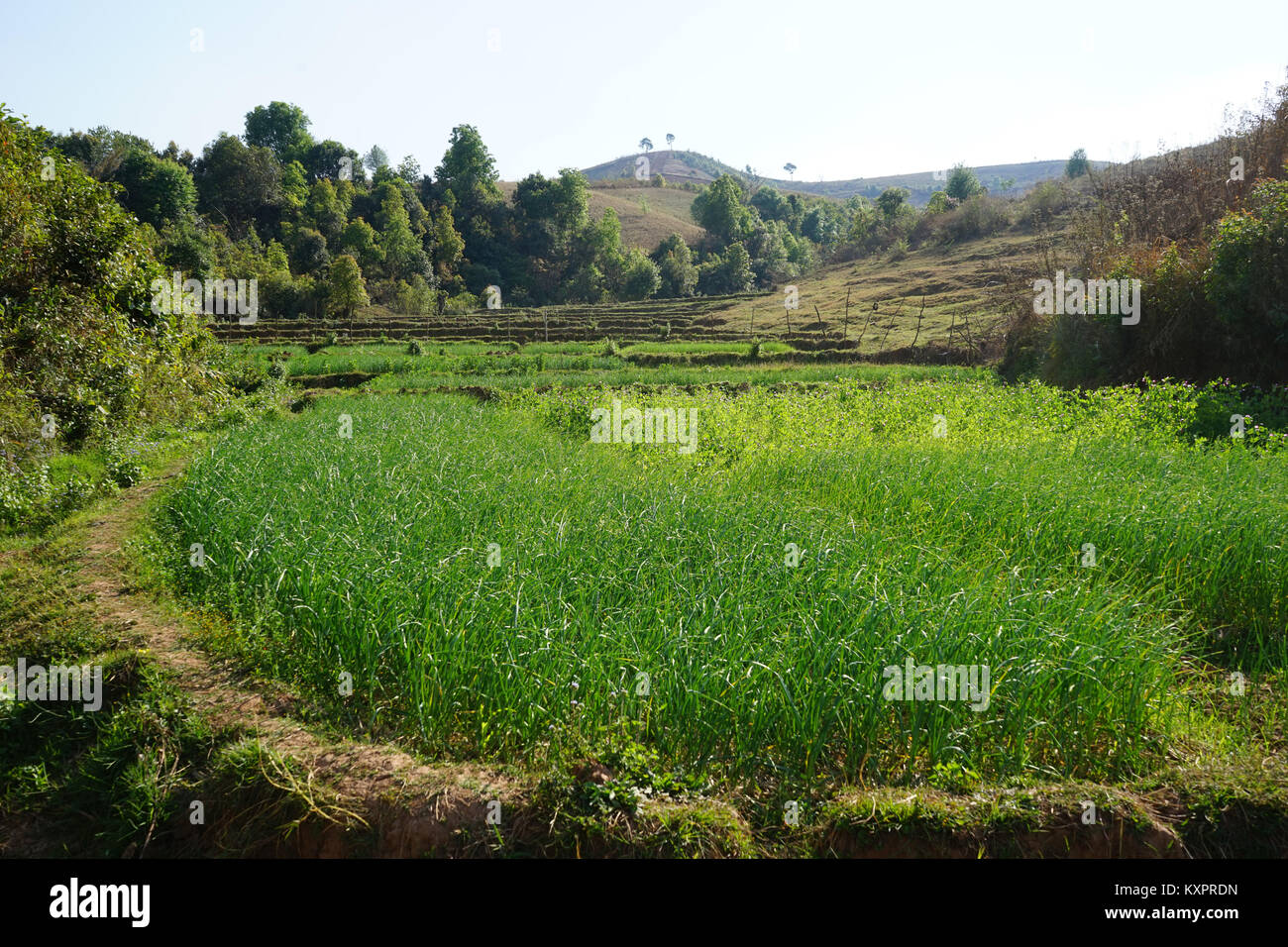 Colorful rice green field in Myanmar Stock Photo - Alamy