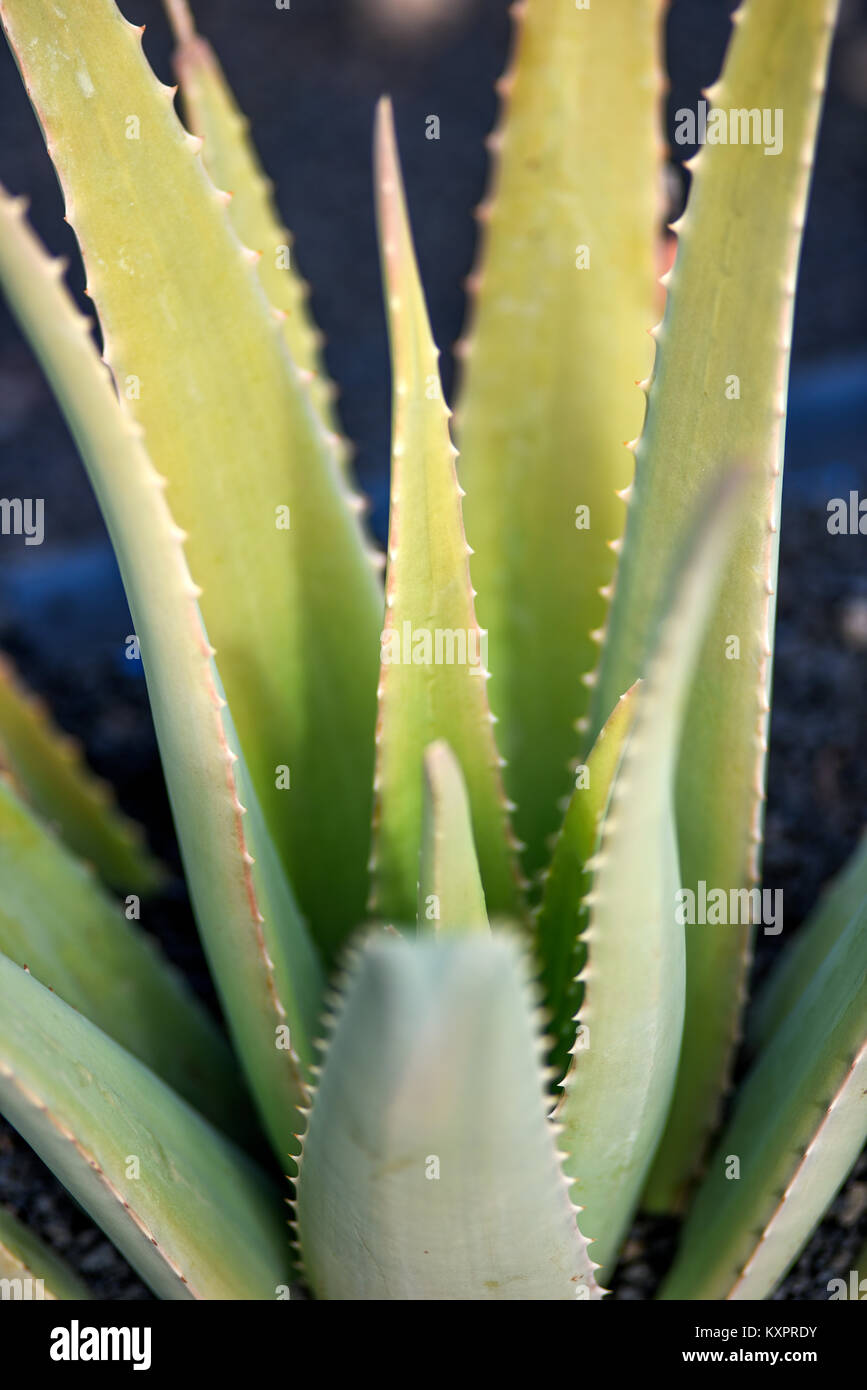 Stem of aloe, aloe vera, Canary Island Lanzarote Stock Photo - Alamy