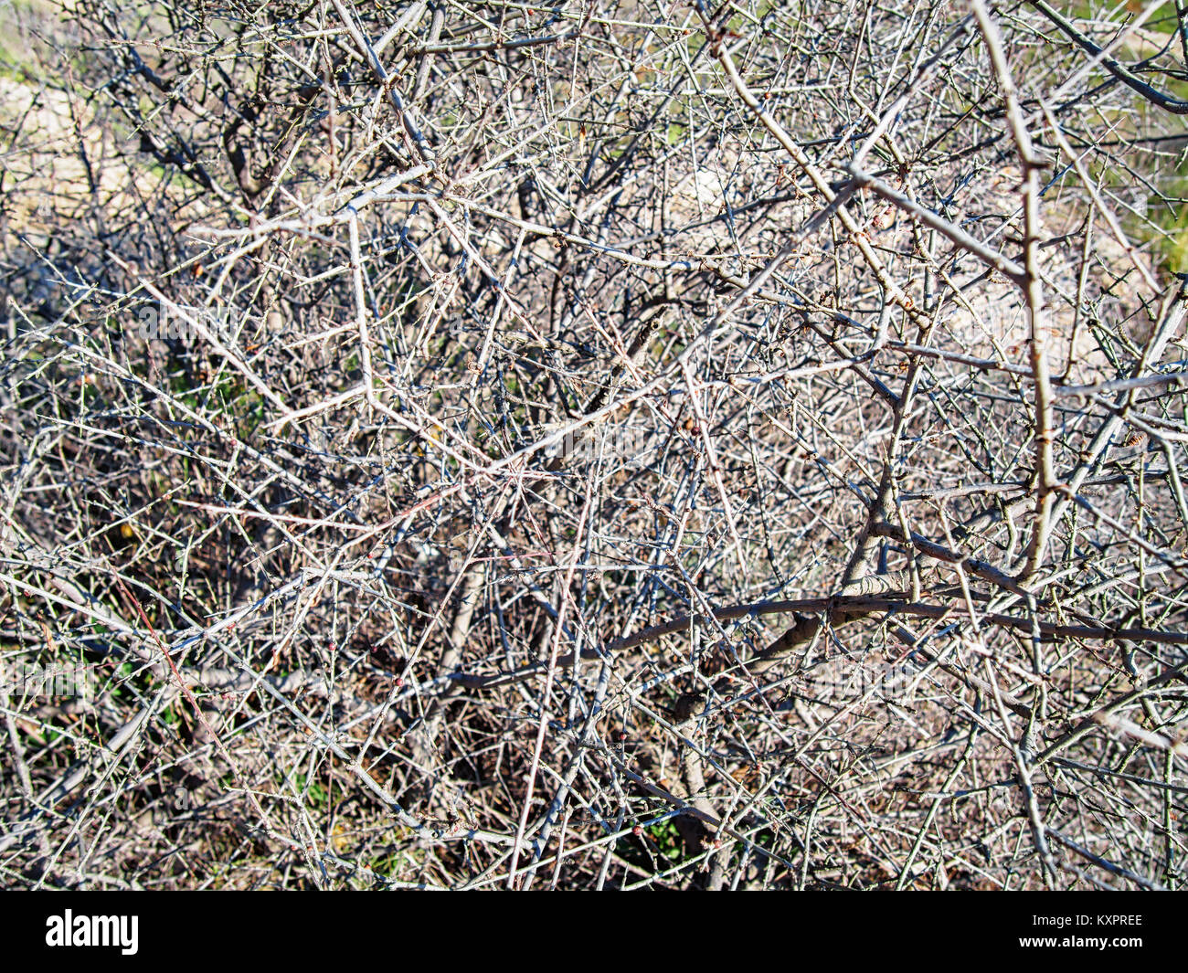 Branches of wild mountain Rose bush in the spring sun background Stock ...