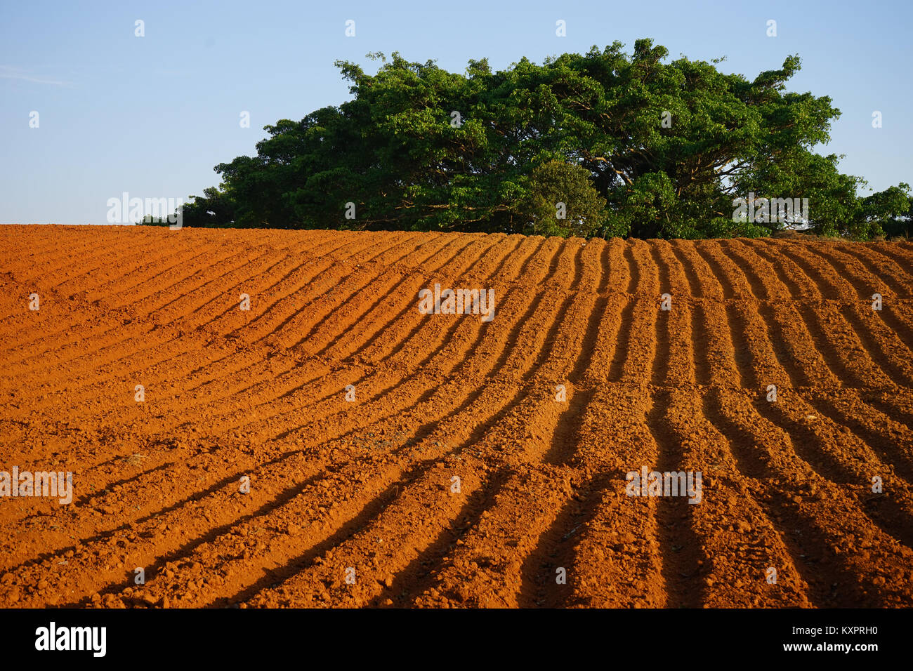 Colorful ground in the fields of Myanmar Stock Photo - Alamy