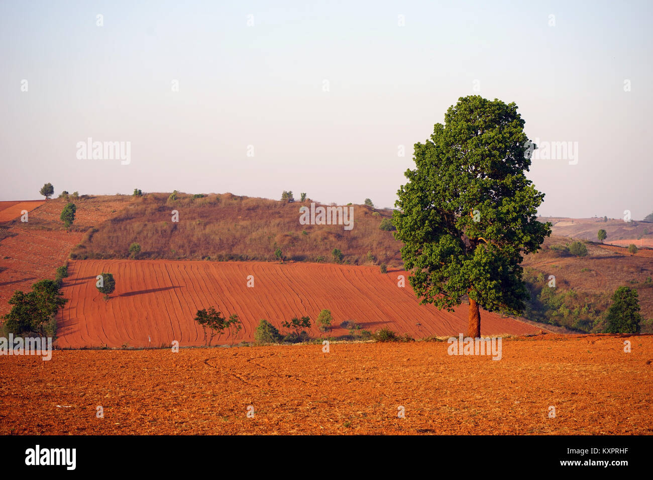 Green tree in a colourful fields in Myanmar Stock Photo - Alamy