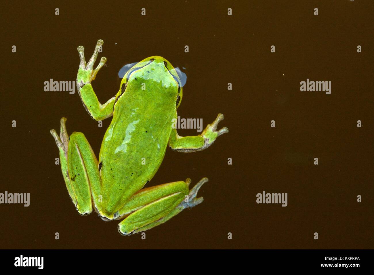 Tree Frog Floating on Water Stock Photo - Alamy