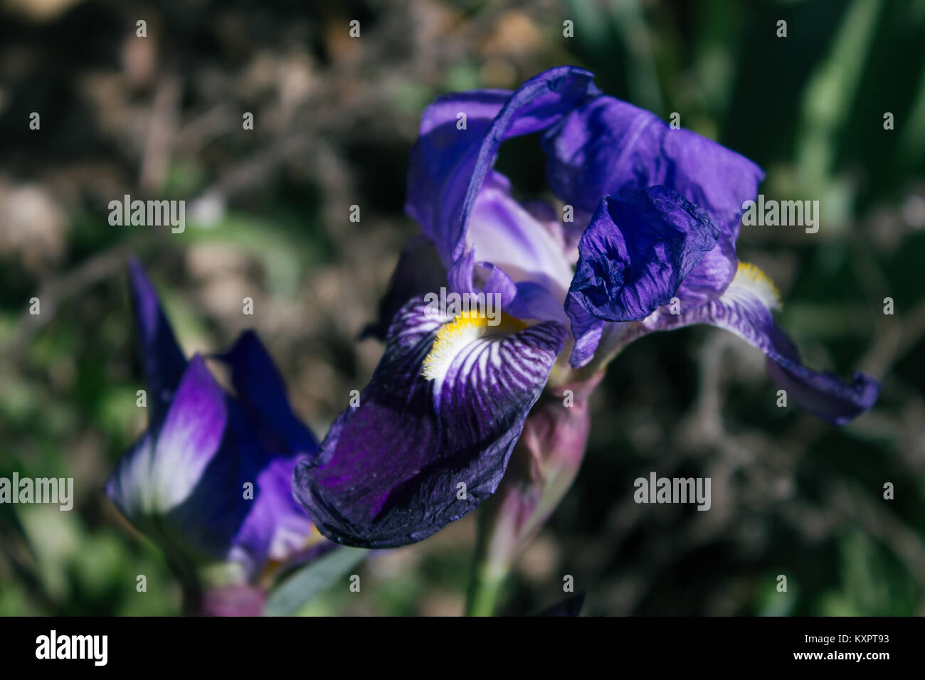Iris germanica, German bearded iris Stock Photo - Alamy
