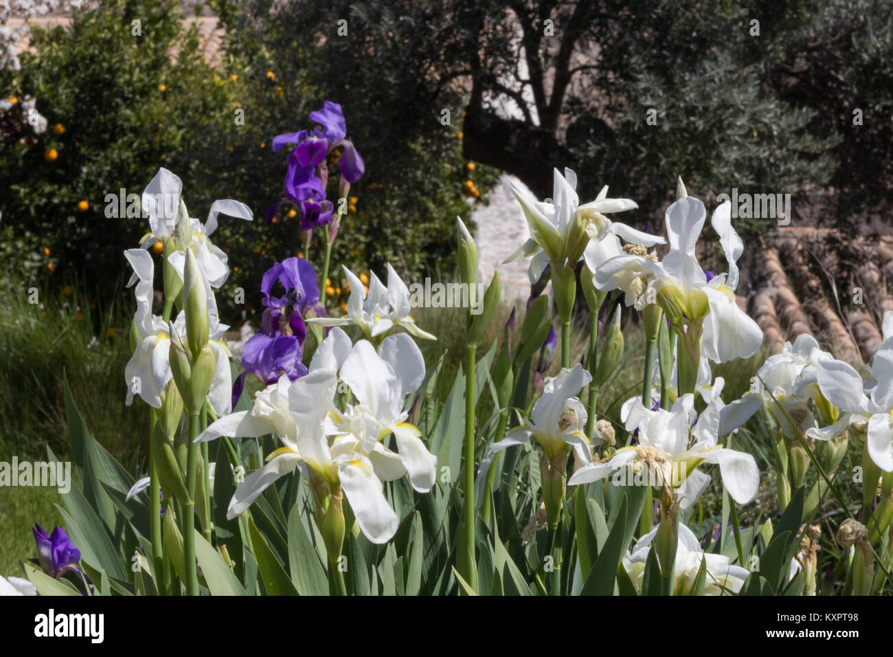 Bearded Iris Germanica High Resolution Stock Photography and Images - Alamy