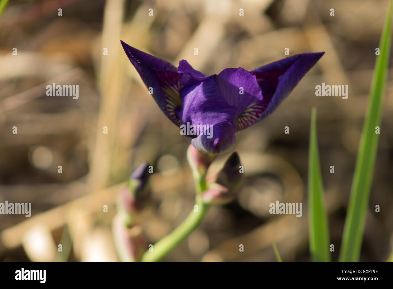 Iris germanica, German bearded iris Stock Photo - Alamy
