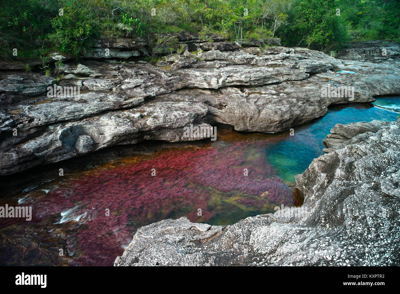 Macarenia clavigera hi-res stock photography and images - Alamy
