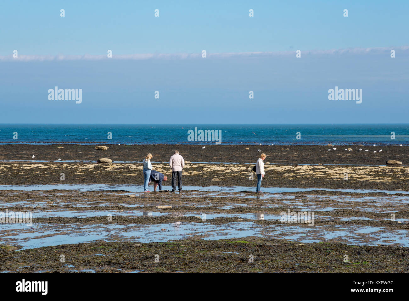 Group of people exploring the rock pools at Robin Hood's Bay on the ...