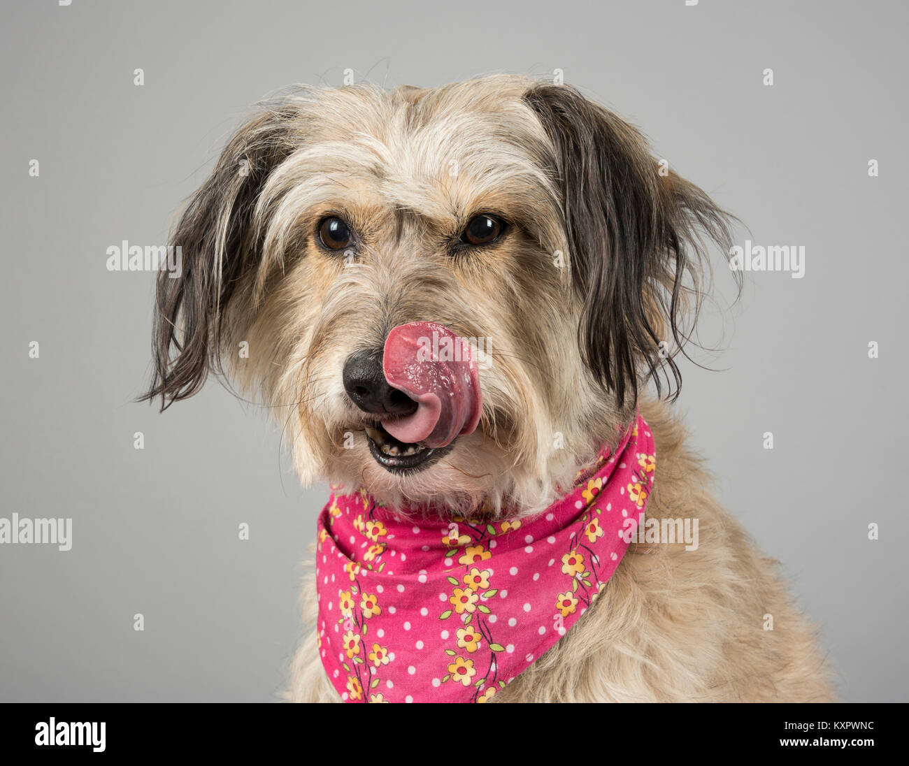 Lhasa apso portrait hi-res stock photography and images - Alamy