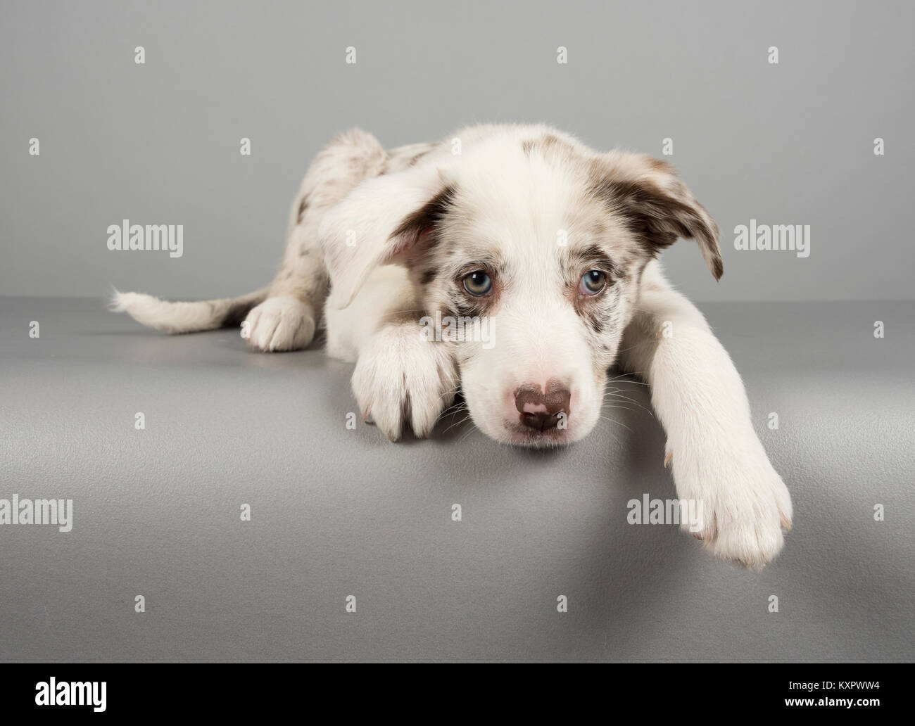 Border collie puppy at 12 weeks old, photographed in the UK Stock Photo ...