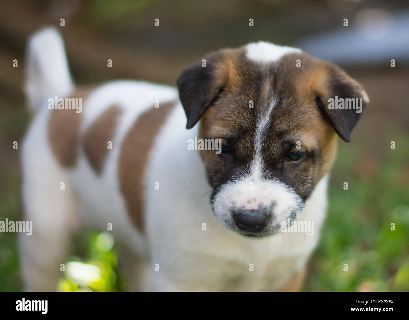Canny canine hi-res stock photography and images - Alamy