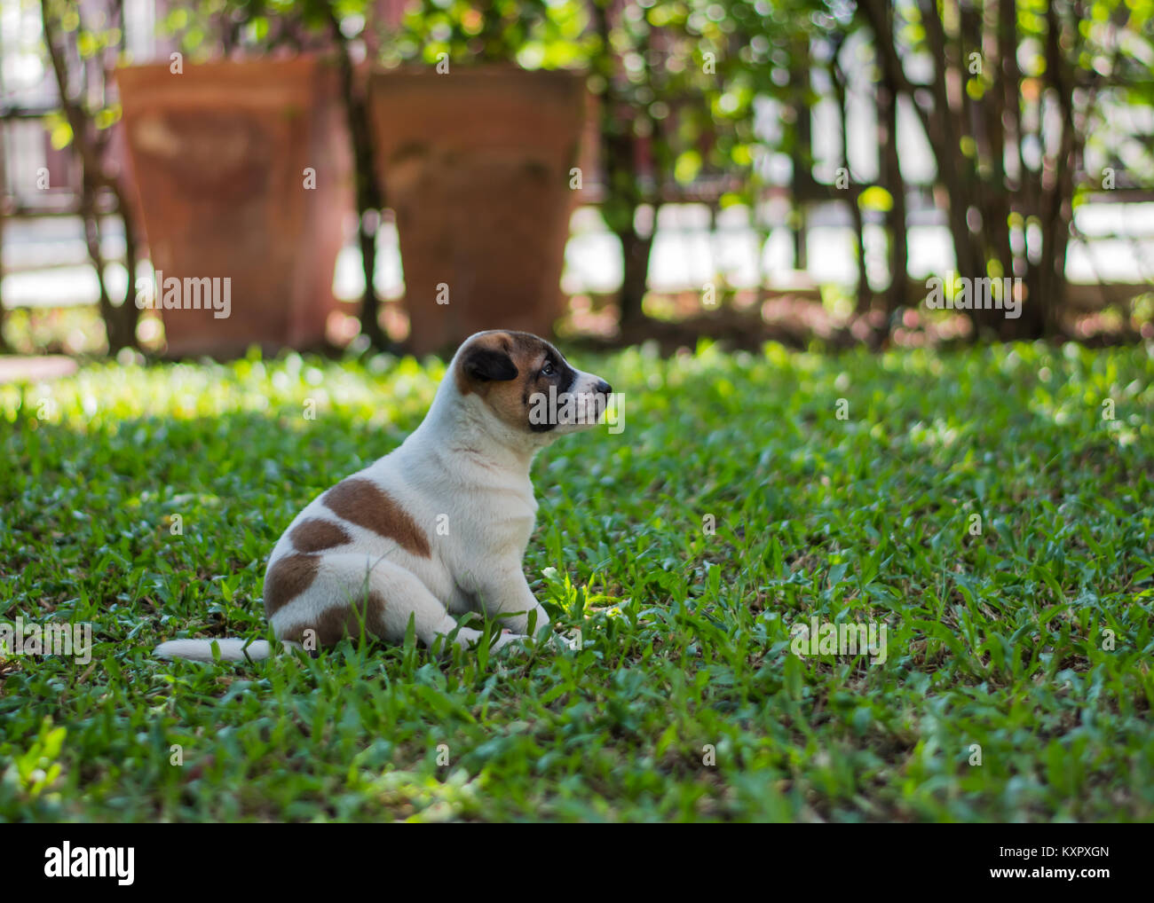Canny canine hi-res stock photography and images - Alamy