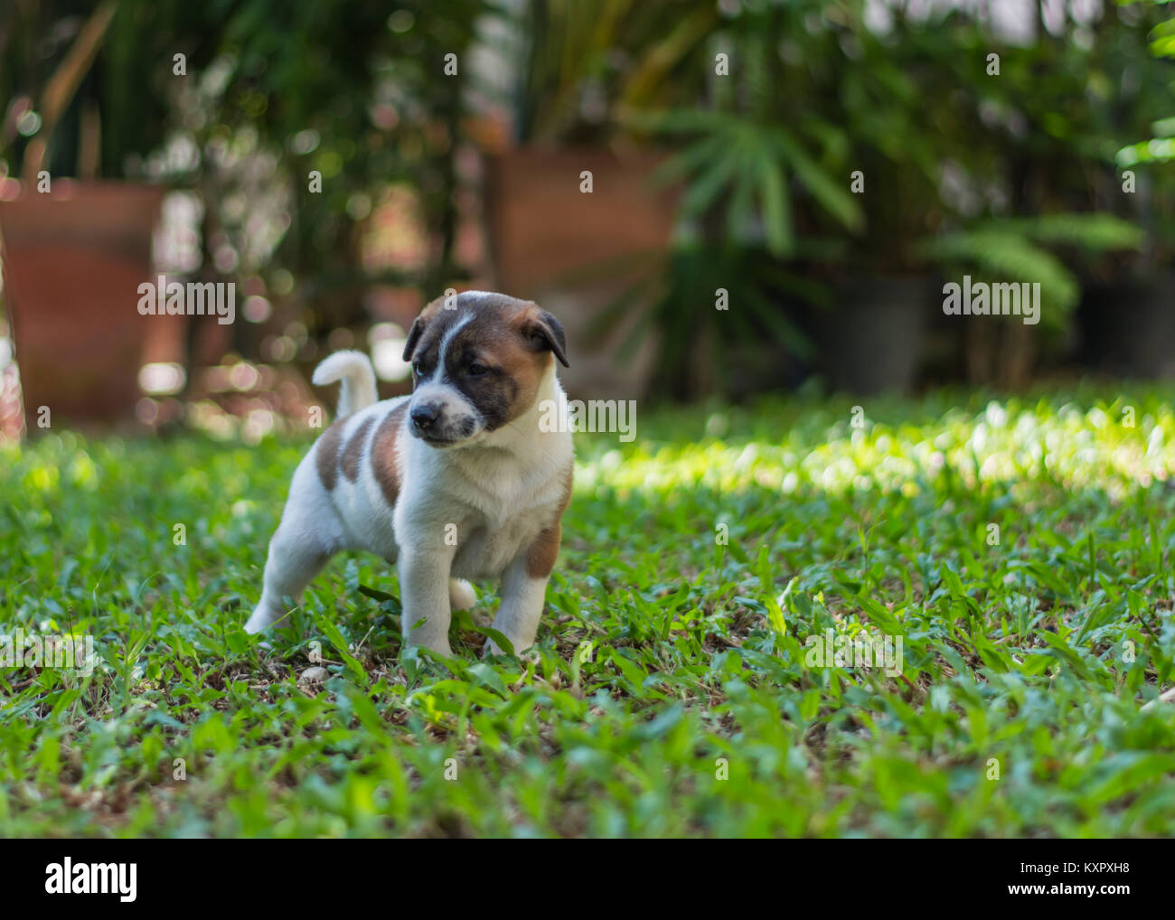 Canny canine hi-res stock photography and images - Alamy