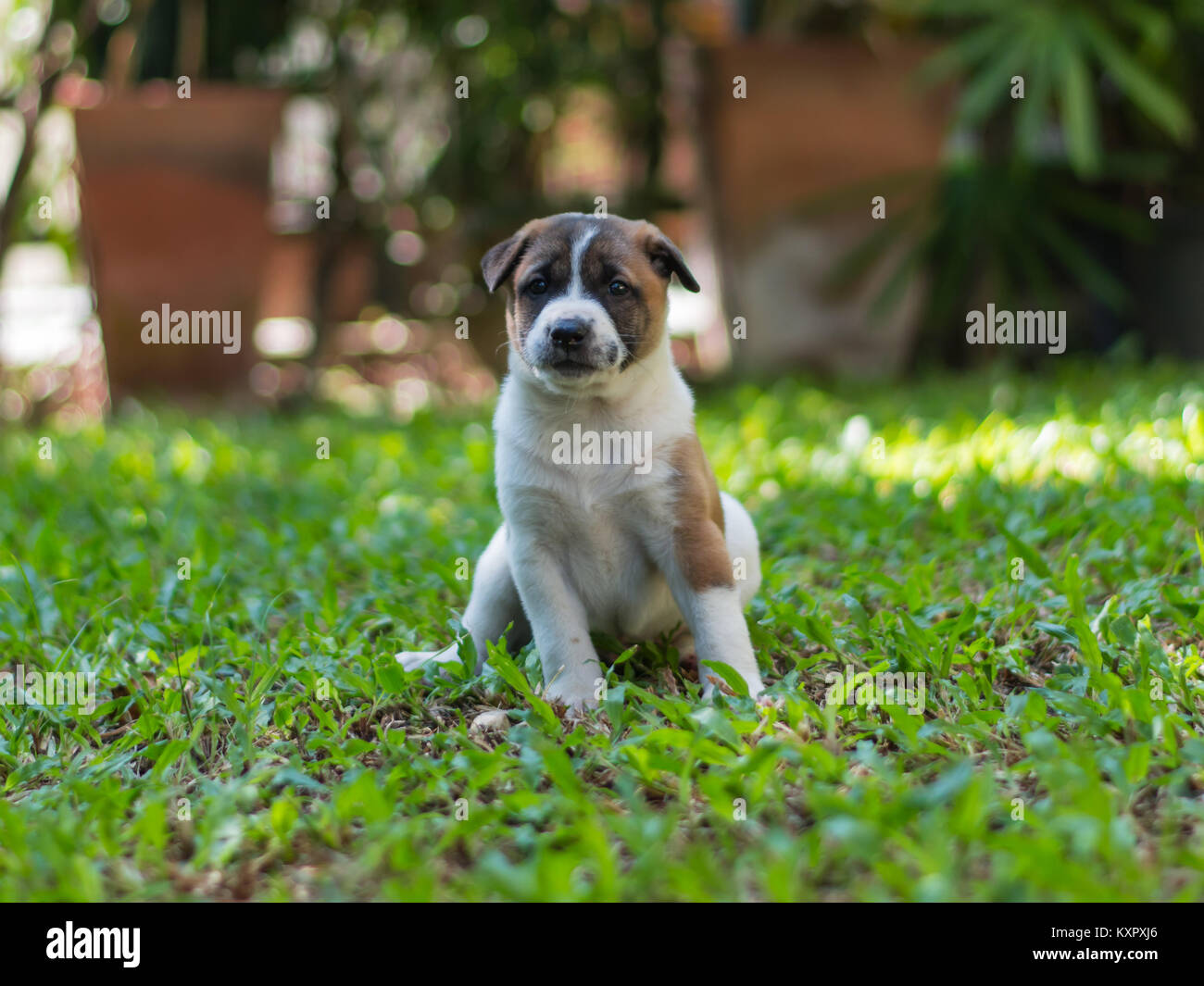 Puppy awake hi-res stock photography and images - Alamy