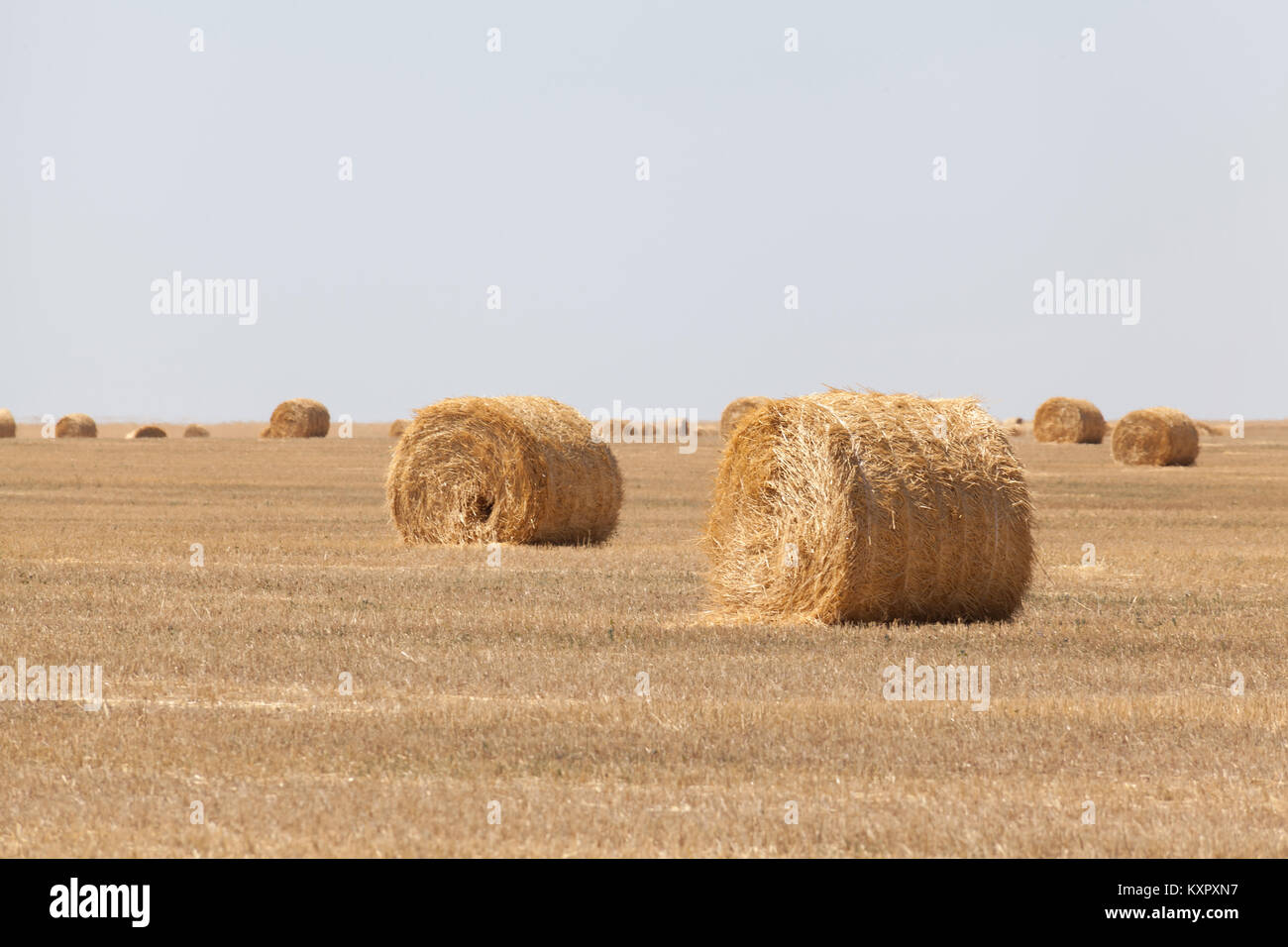 Bails of barley straw hi-res stock photography and images - Alamy
