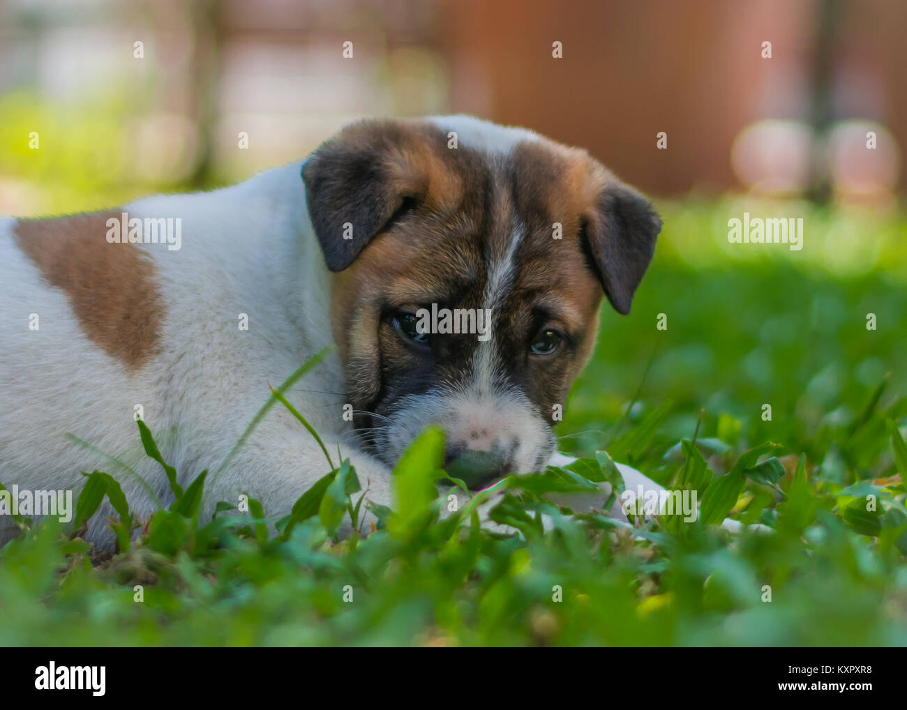 Puppy awake hi-res stock photography and images - Alamy