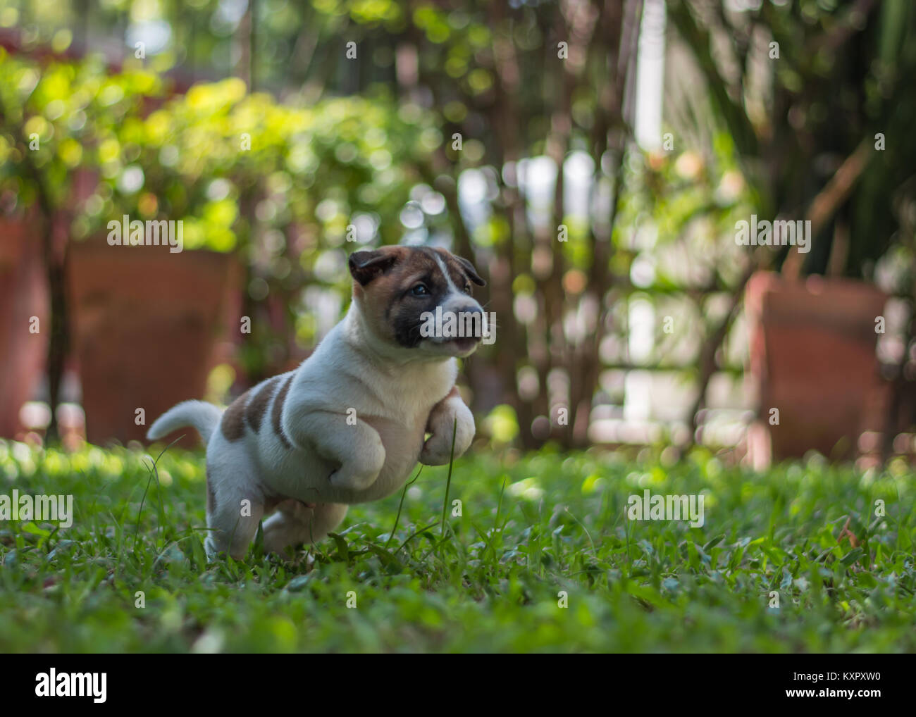 Puppy awake hi-res stock photography and images - Alamy