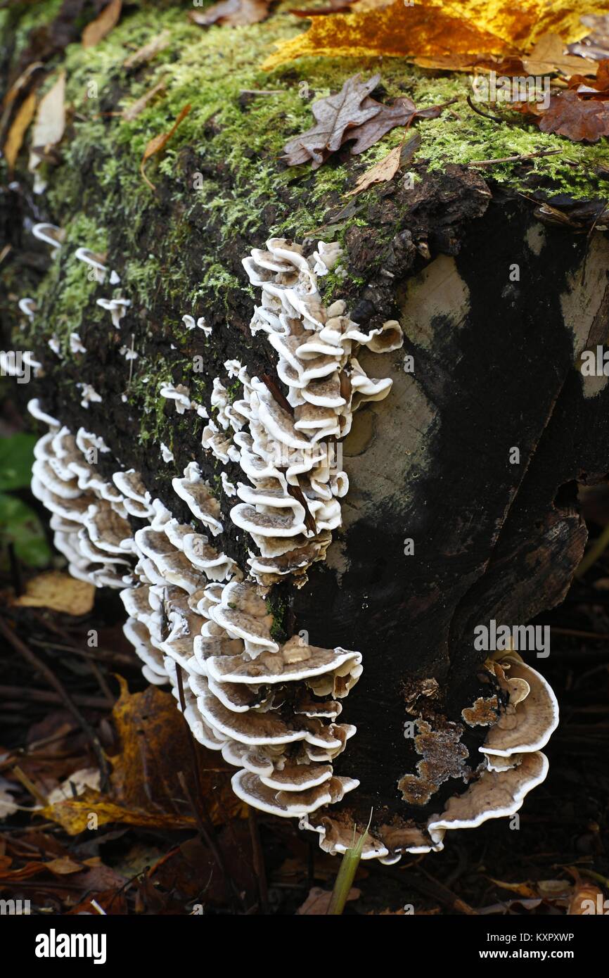 Bracket fungus, Trametes ochracea, growing on a log of lime tree Stock ...