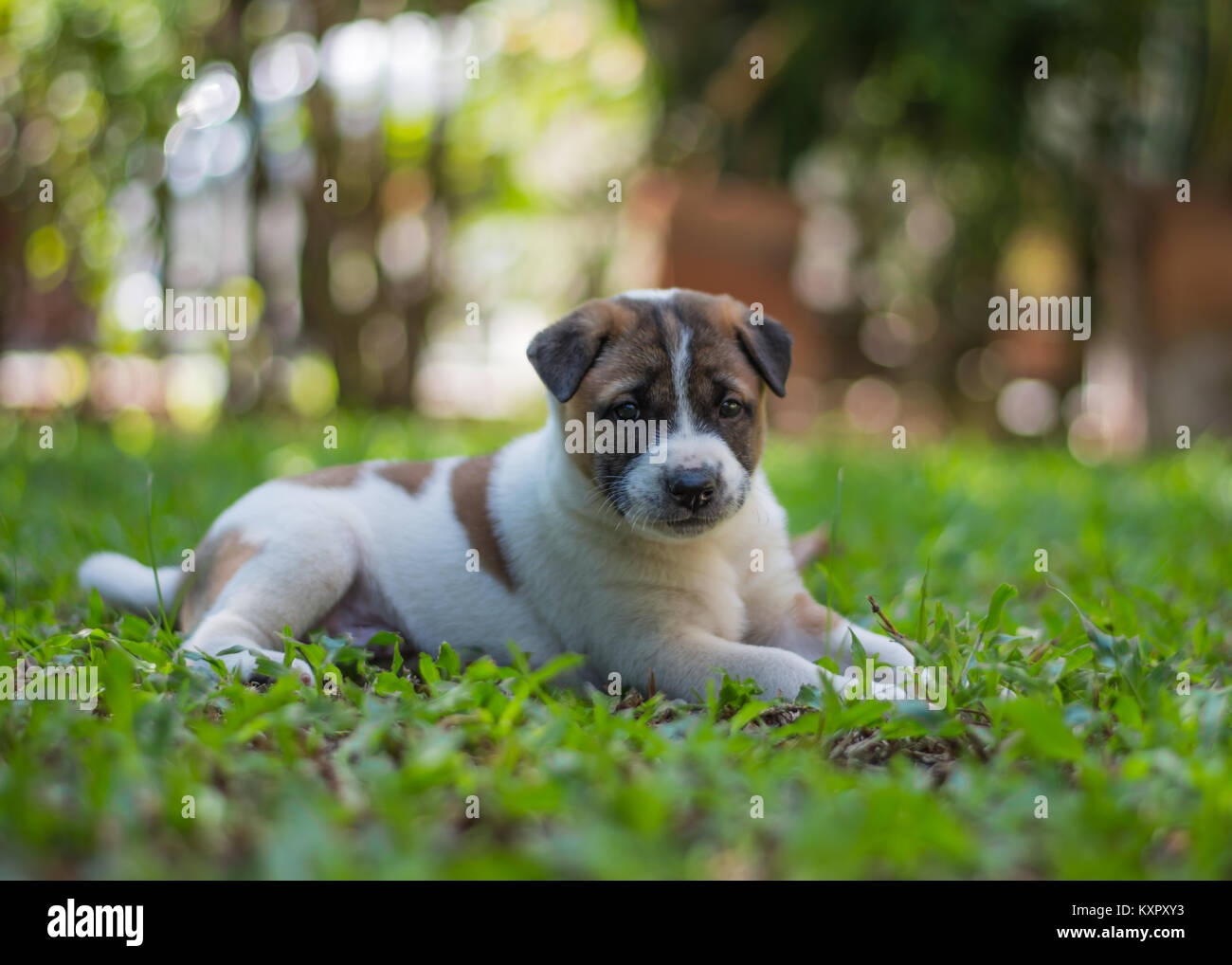 Puppy awake hi-res stock photography and images - Alamy