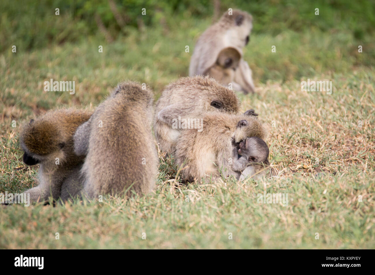 A group of Vervet monkeys on the ground, grooming, Valley camp Mara ...