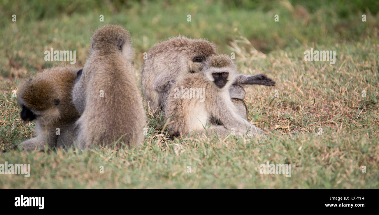 A group of Vervet monkeys on the ground, Valley camp Mara Naboisho ...