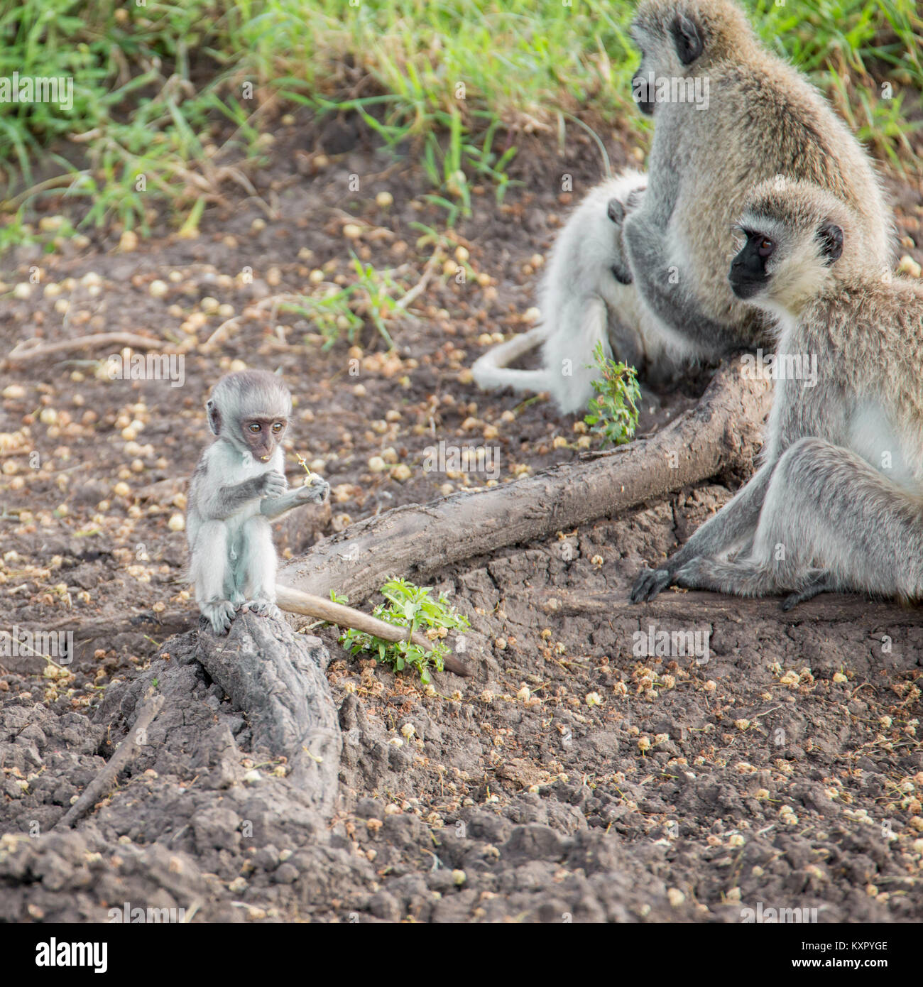 A group of Vervet monkeys on the ground, including a baby, Valley camp ...