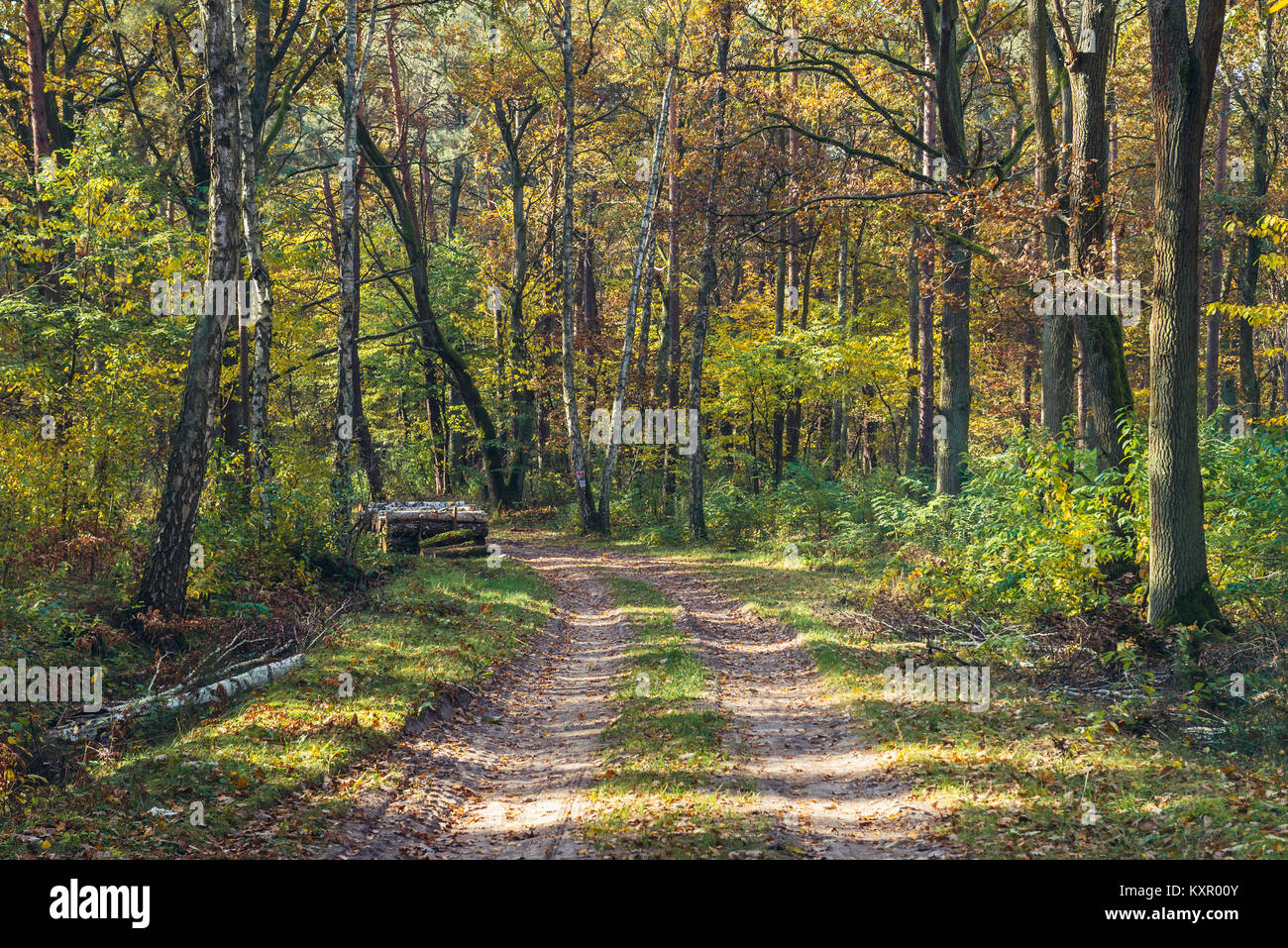 Kampinos Cycle Path in Kampinos Forest, large forests complex in ...