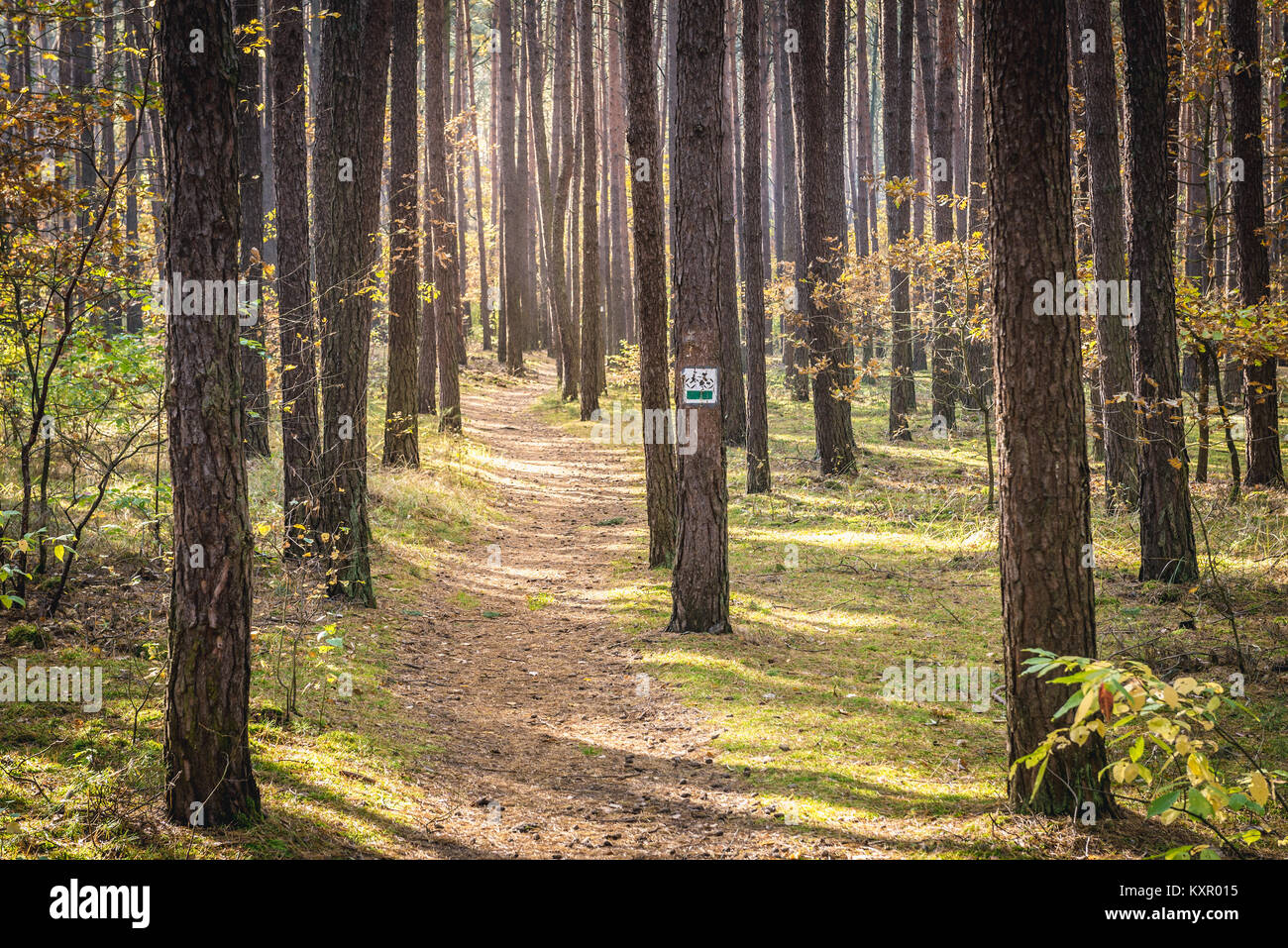 Kampinos Cycle Path near Leszno village in Kampinos Forest, large ...