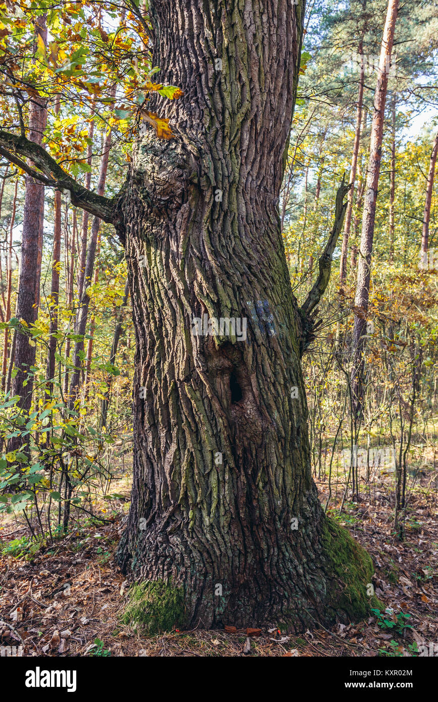 Old oak tree in national park of Kampinos Forest, large forests complex ...