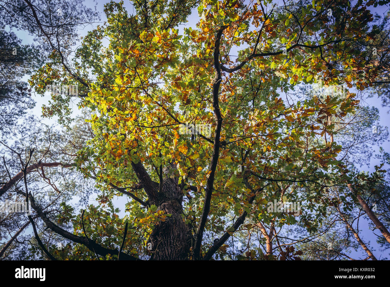 Old oak tree in national park of Kampinos Forest, large forests complex ...