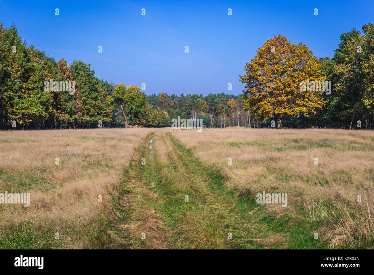 Field road in Kampinos Forest, large forests complex in Masovian ...