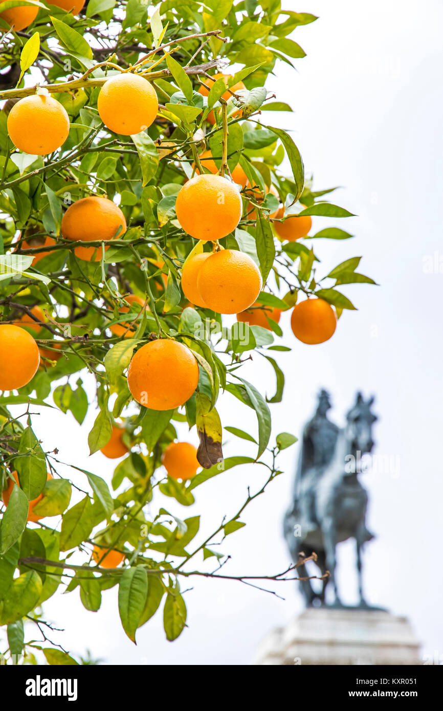 Orange tree with Monument to the Fernando III El Santo (Ferdinand III ...