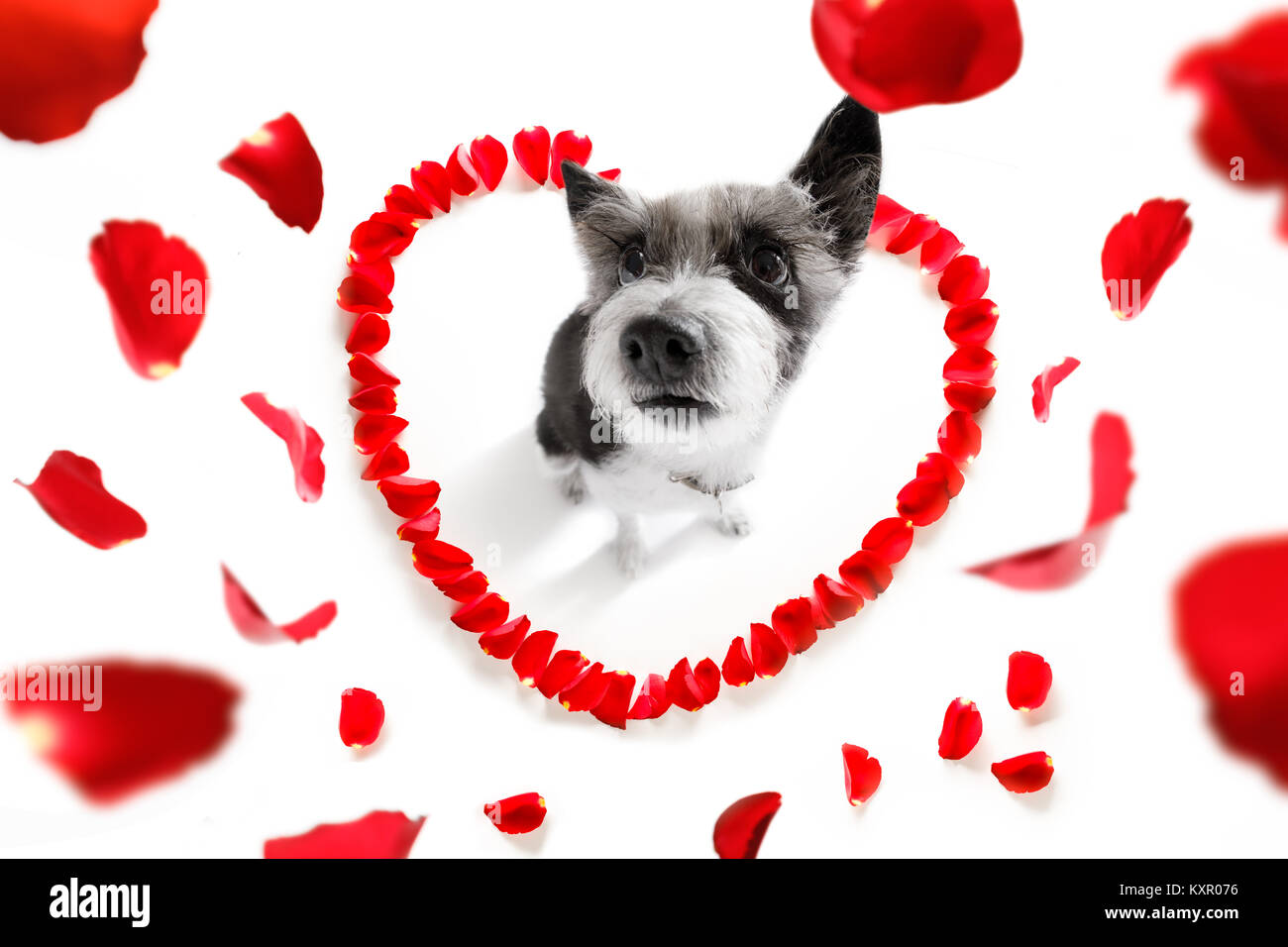 poodle dog in love for happy valentines day with petals and rose flower ...