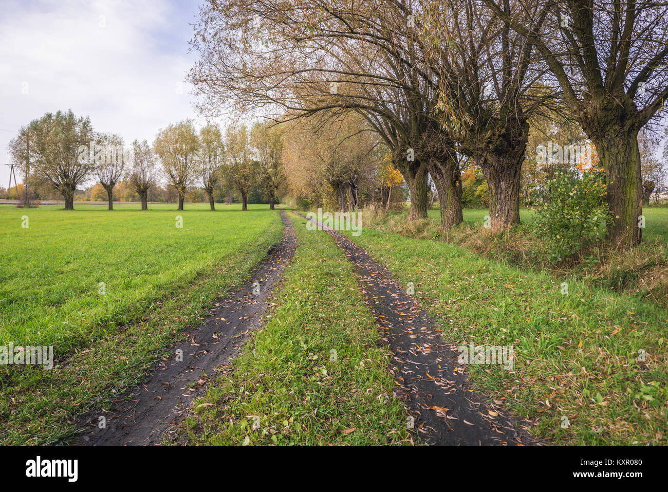 Willow trees near Zelazowa Wola village in Poland, birthplace of Polish ...