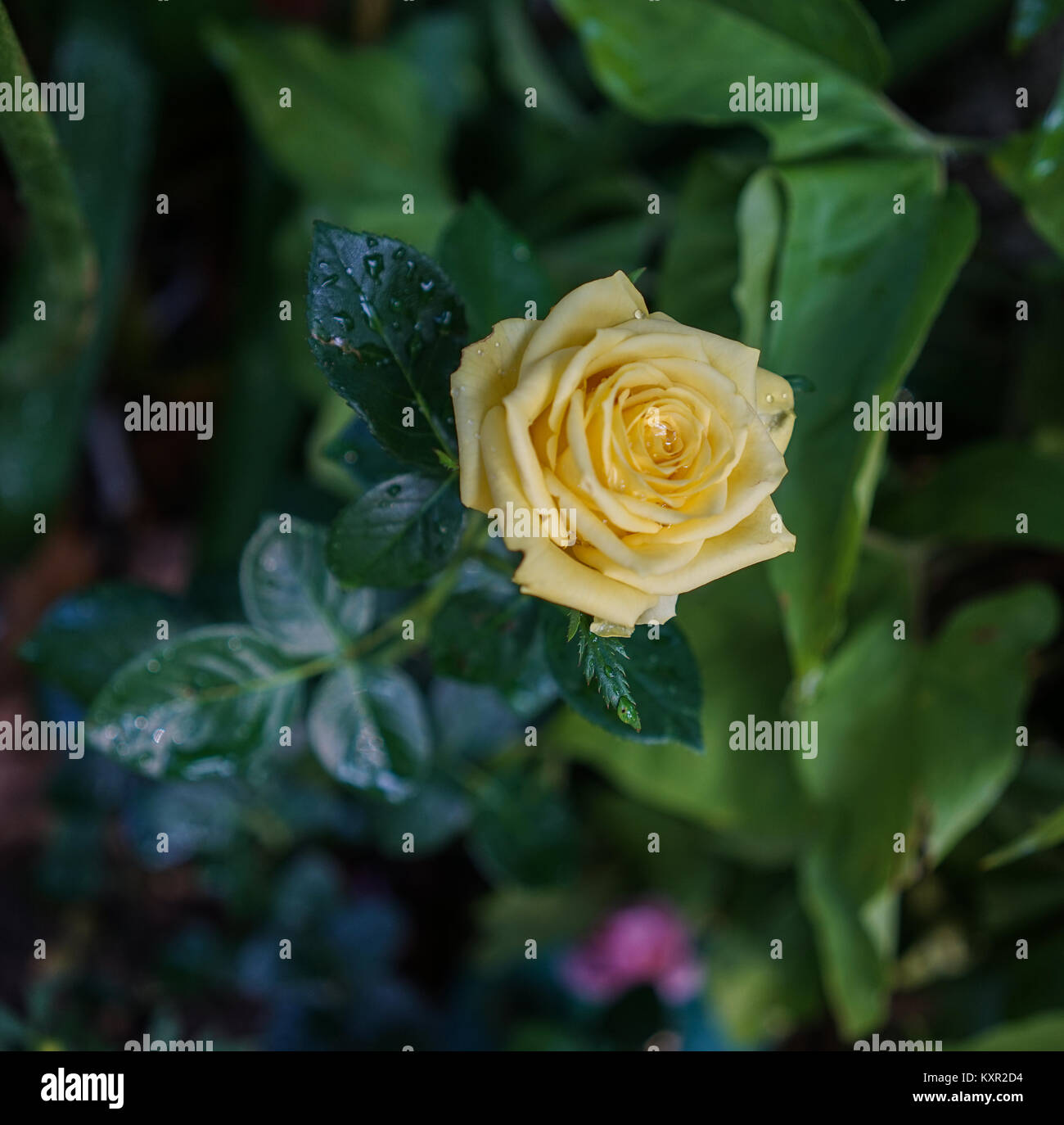 City of rosebud hi-res stock photography and images - Alamy