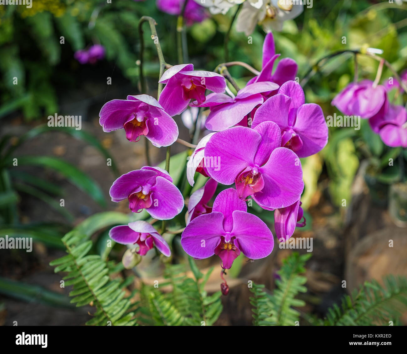 Beautiful orchid flower blooming rainy hi-res stock photography and ...