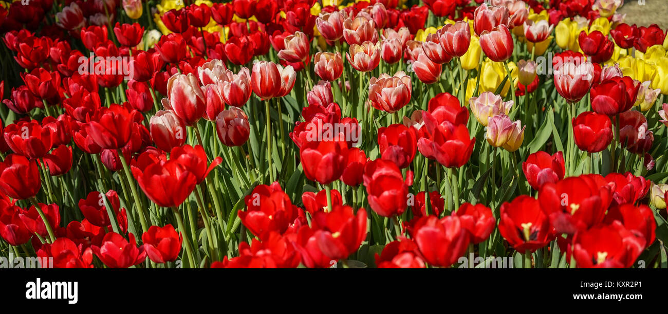 Colorful tulip flowers blooming at public park in Saigon, Vietnam Stock ...