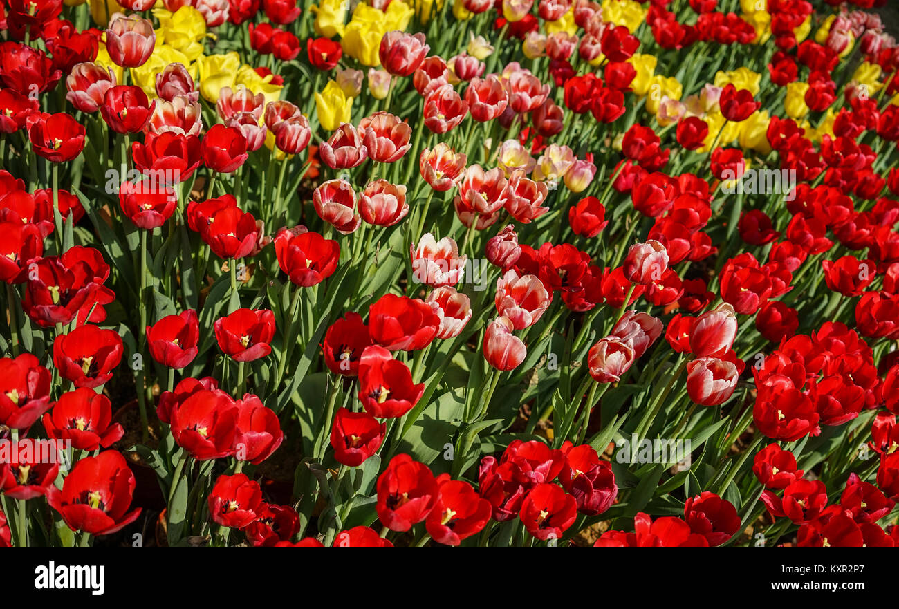 Tulip saigon hi-res stock photography and images - Alamy