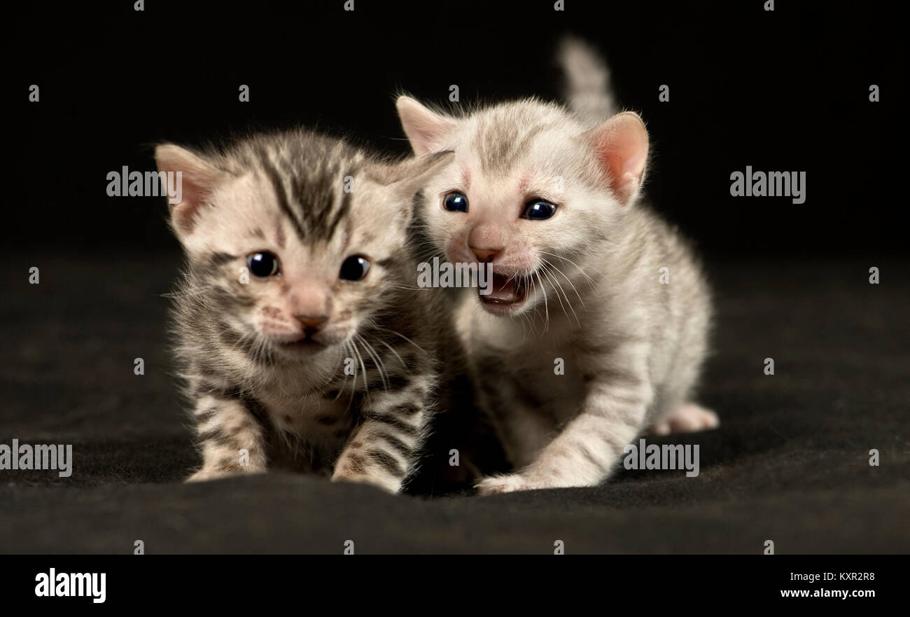 Two Purebred silver bengal kittens from Pixel Perfect Cattery Stock ...