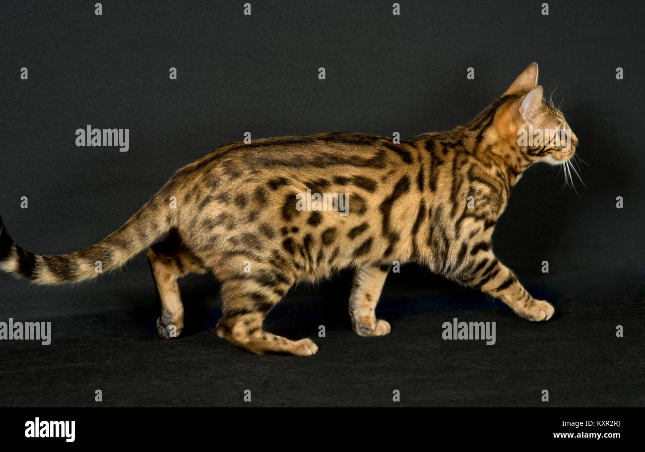 Pretty bengal cat hi-res stock photography and images - Alamy