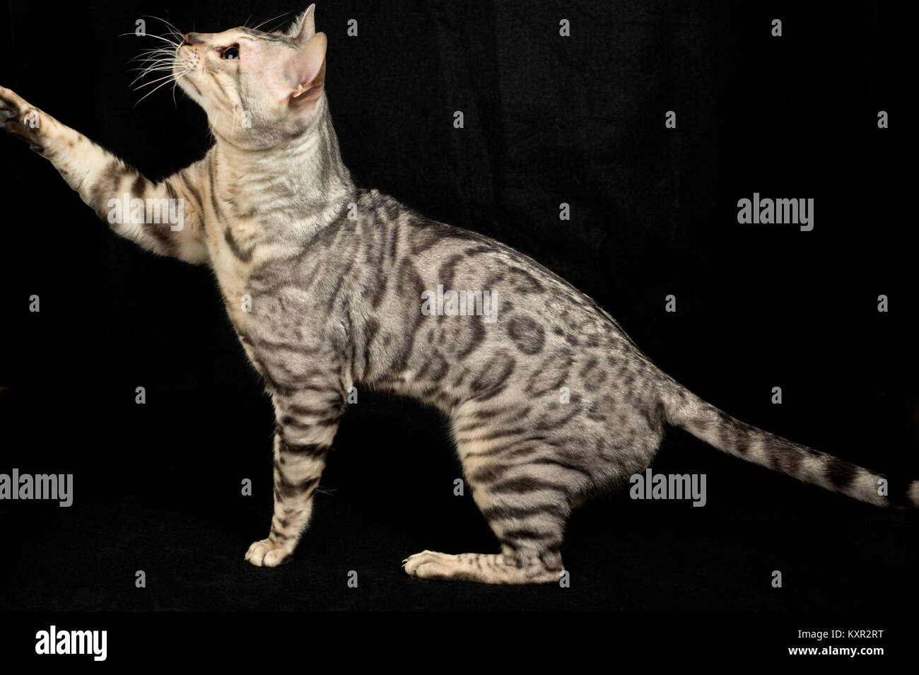 Funny purebred silver bengal cat from Pixel Perfect Cattery Stock Photo ...