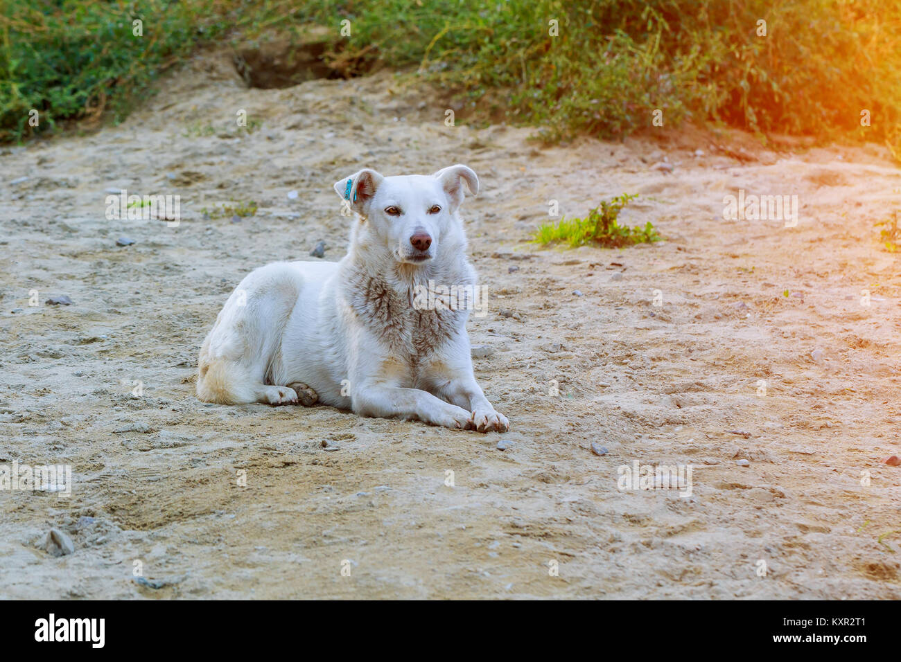 Stray dogs sleeping on the street Homeless stray dog laying at urban ...