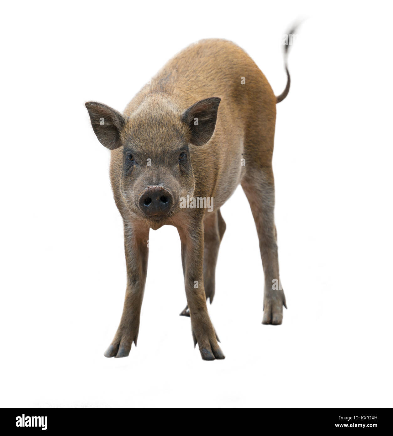 asian wild boar isolated on white background Stock Photo - Alamy