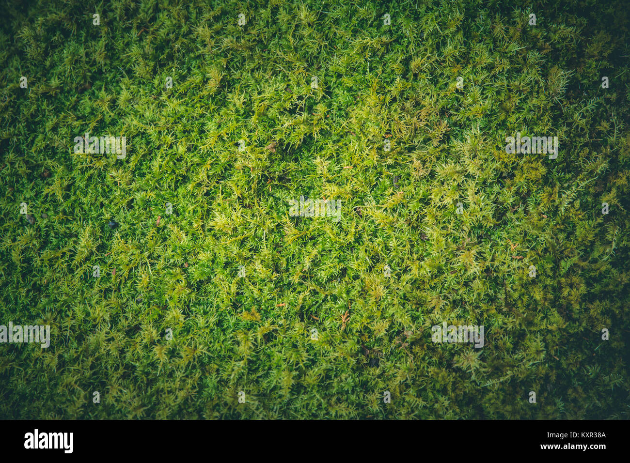 closeup ground moss grass in rain forest wet moist of nature background ...