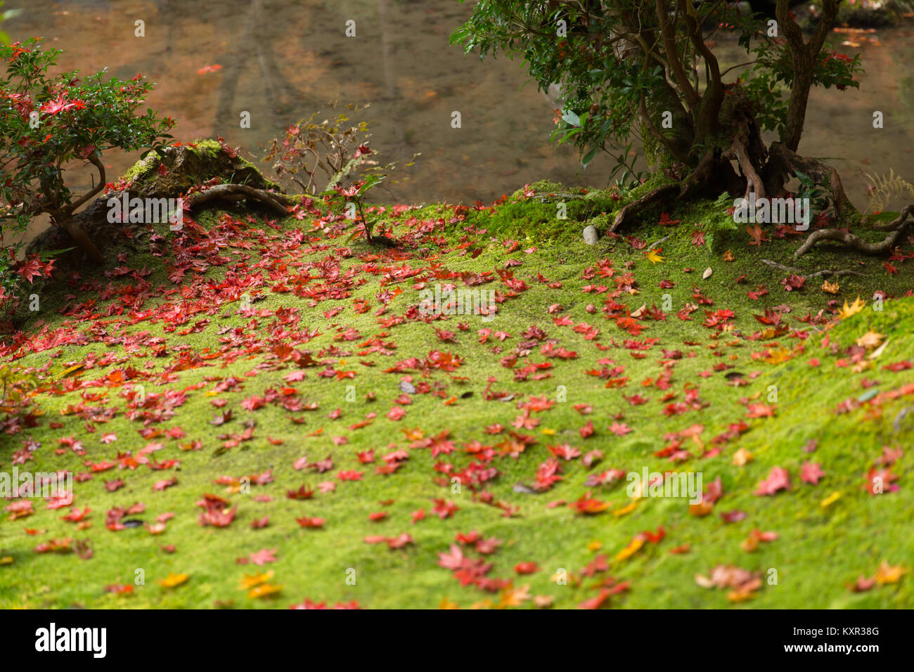 Green moss with maple leaf drop rainforest ground in autumn season ...
