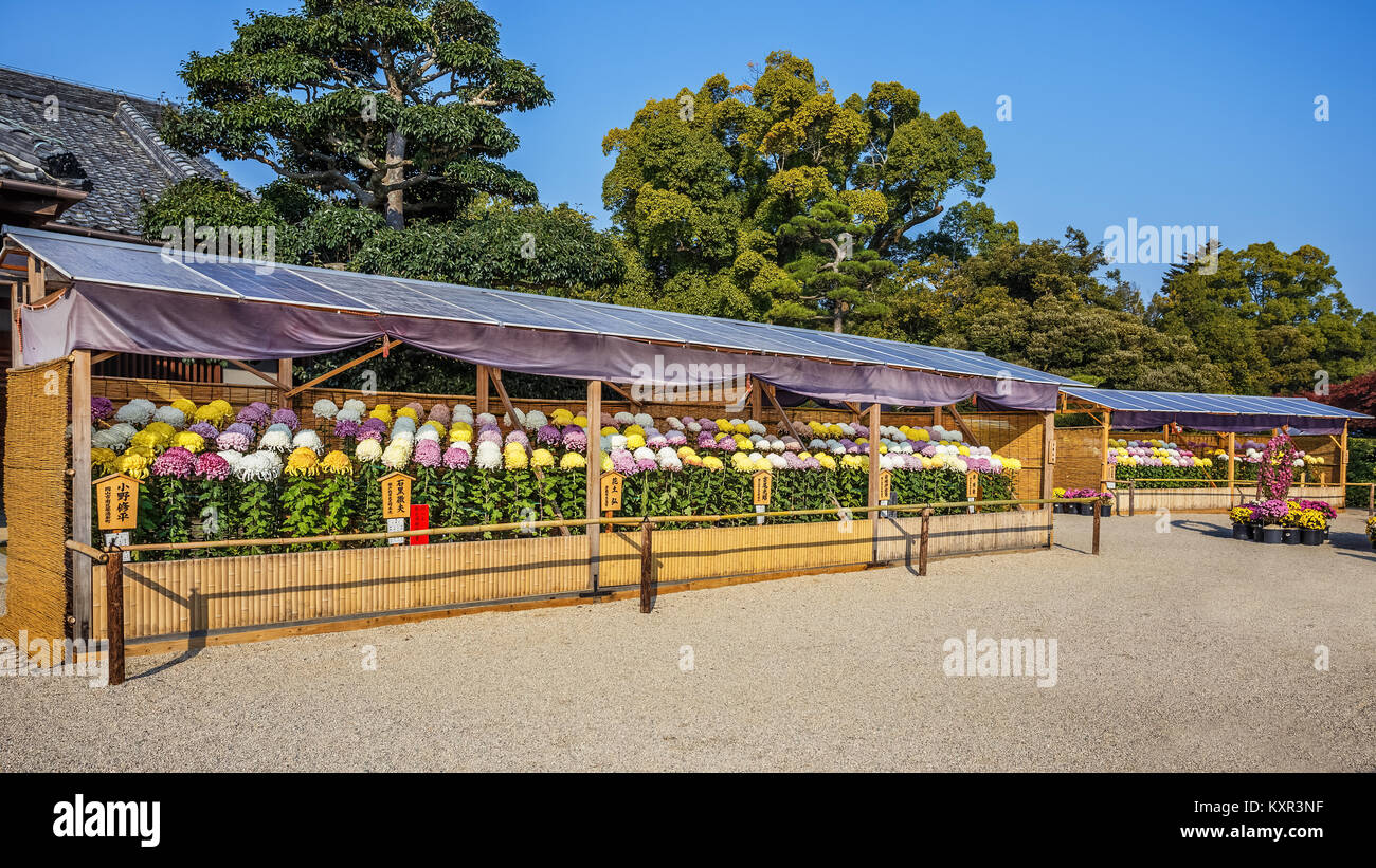 OKAYAMA, JAPAN - NOVEMBER 17: Chrysanthemum festival in Okayama, Japan ...