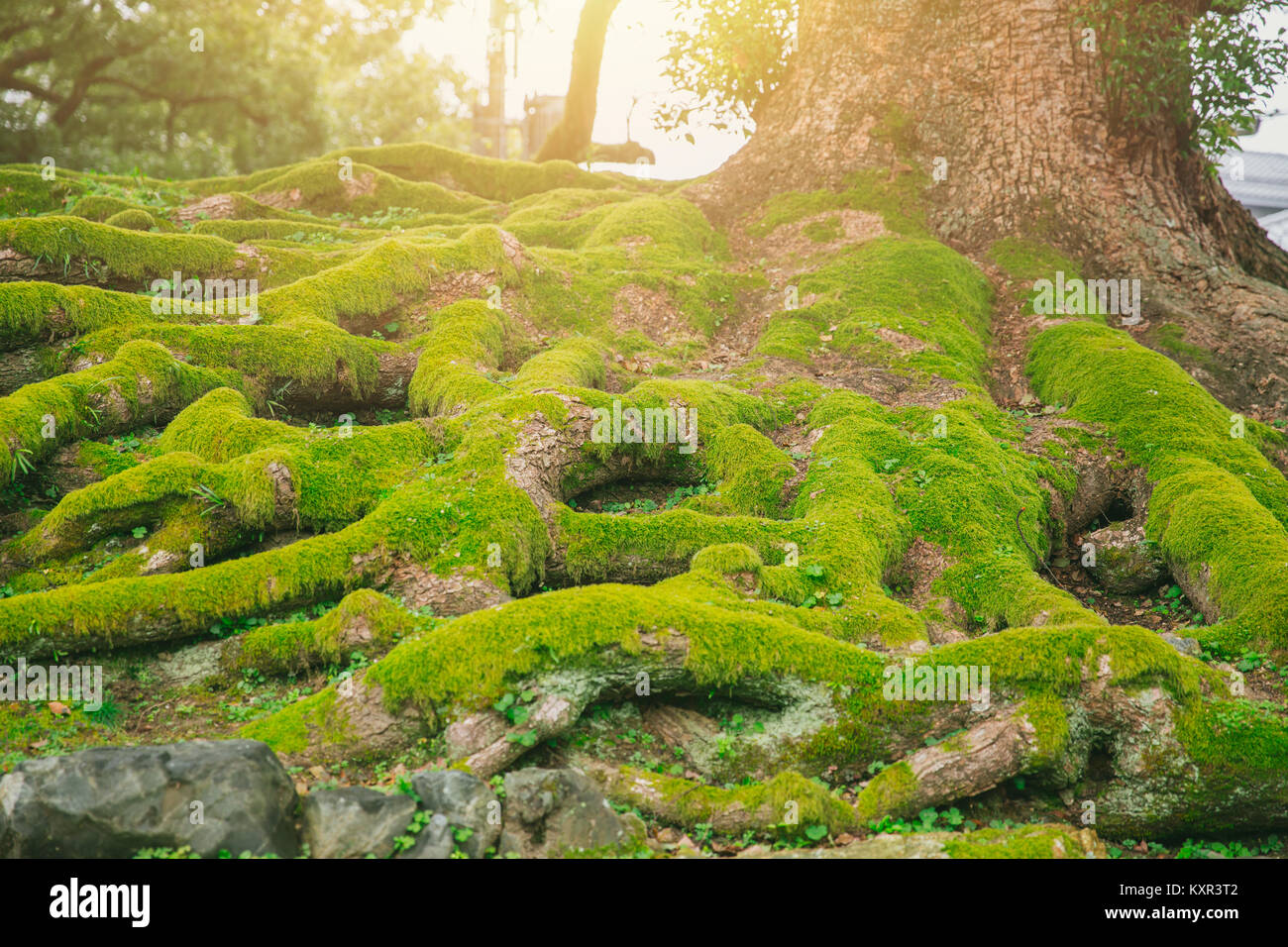 moss covered root old tree in mysterious forest nature Stock Photo - Alamy