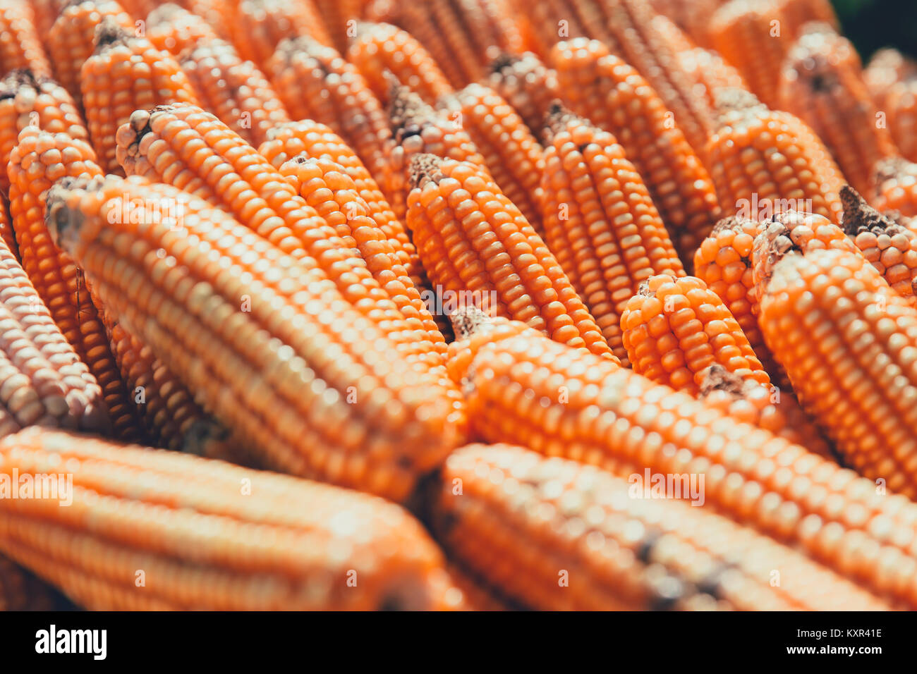 Dry Corn Maize Agriculture Crop Stock Photo - Alamy
