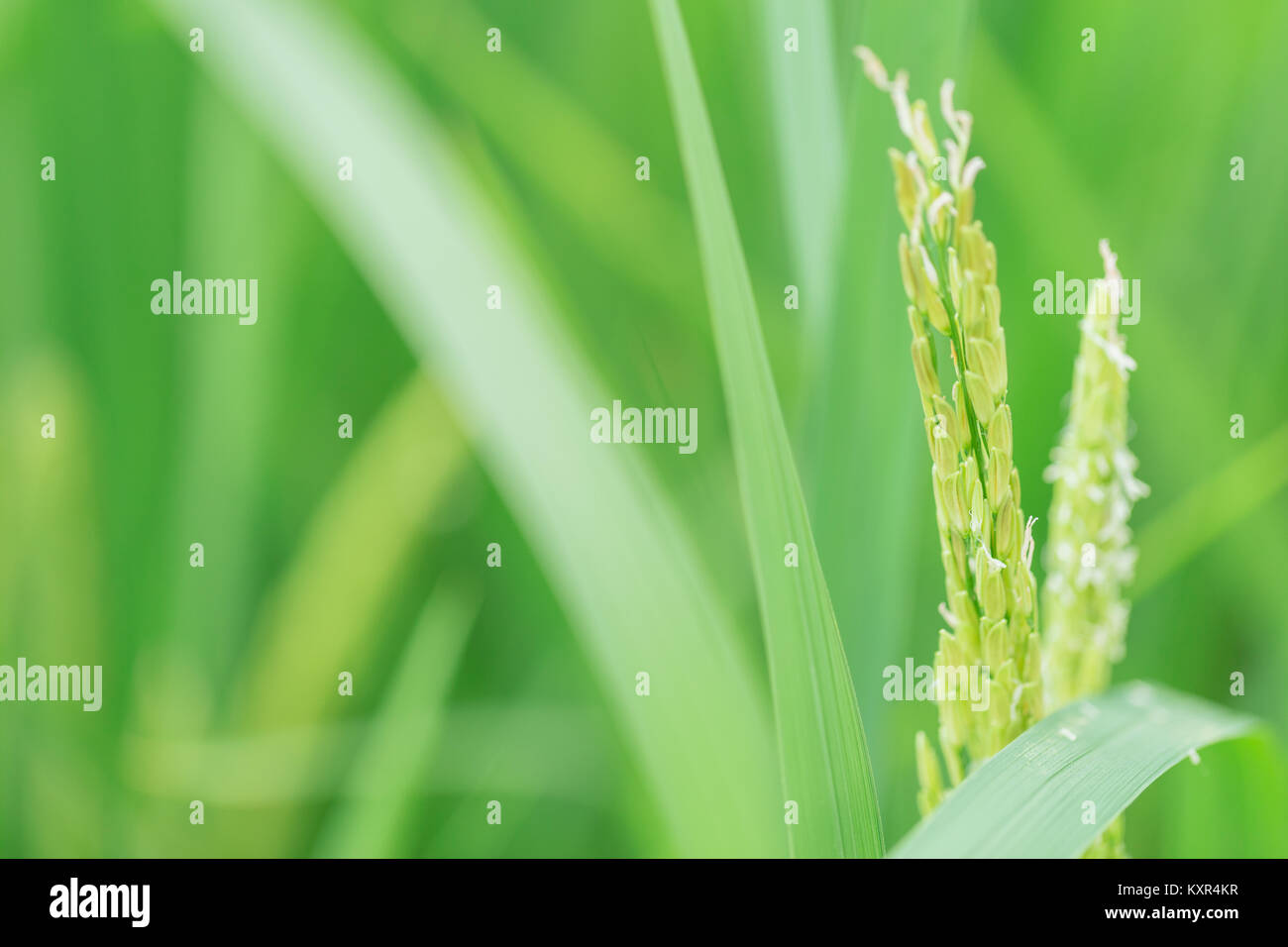 closeup green awn rice seed of Thai Jasmine rice in the field nature ...
